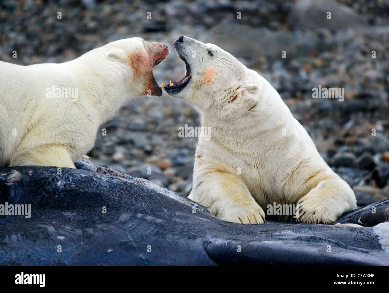 Polar bears feeding on dead sperm whale, Svalbard, Norway Stock Photo ...