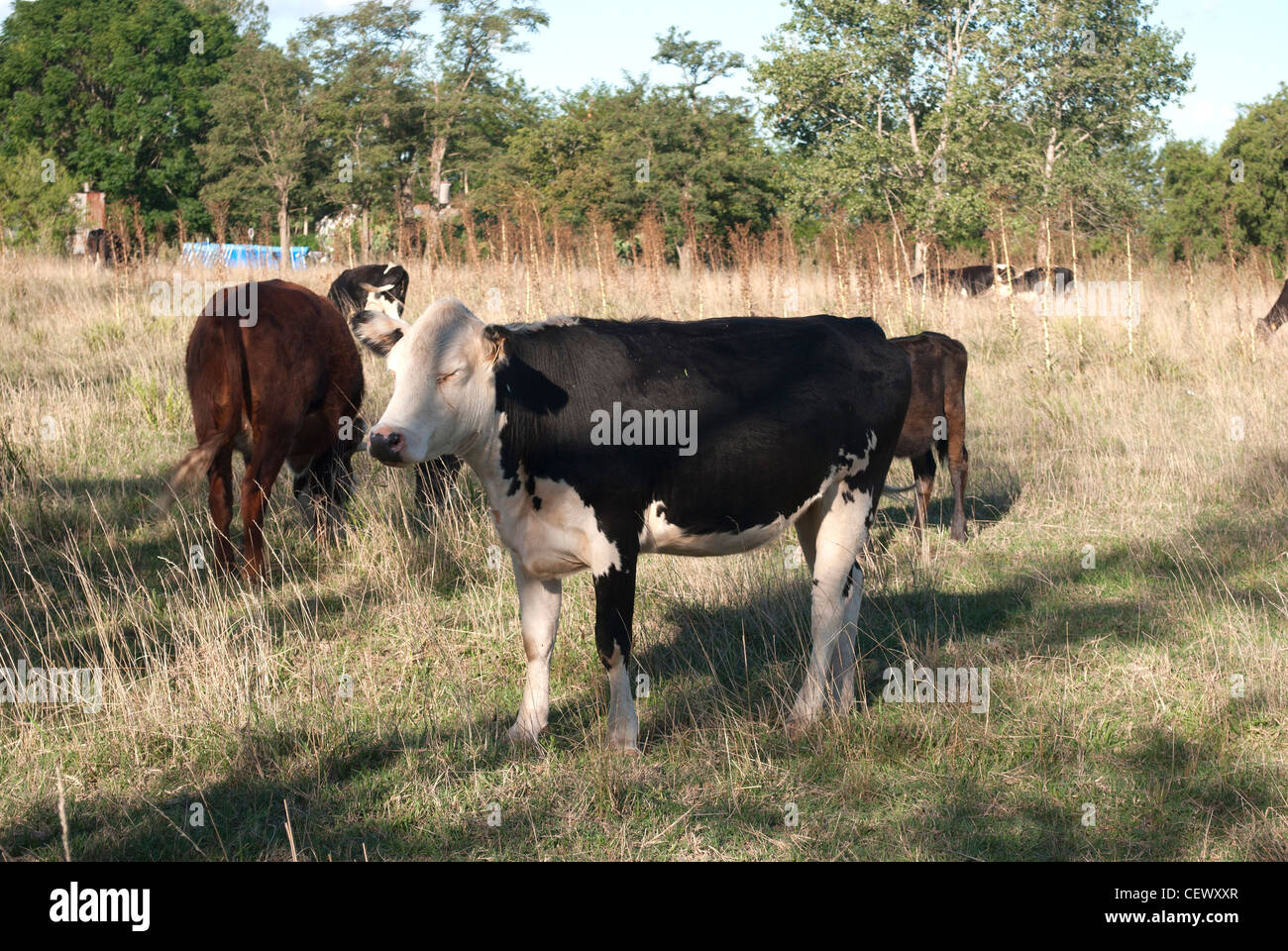 Raising cows hi-res stock photography and images - Alamy