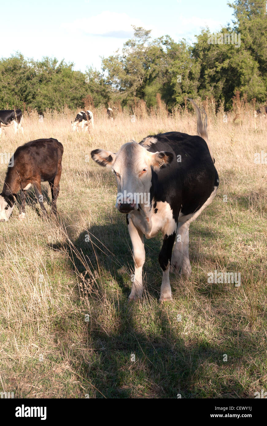 Argentinean fauna hi-res stock photography and images - Alamy