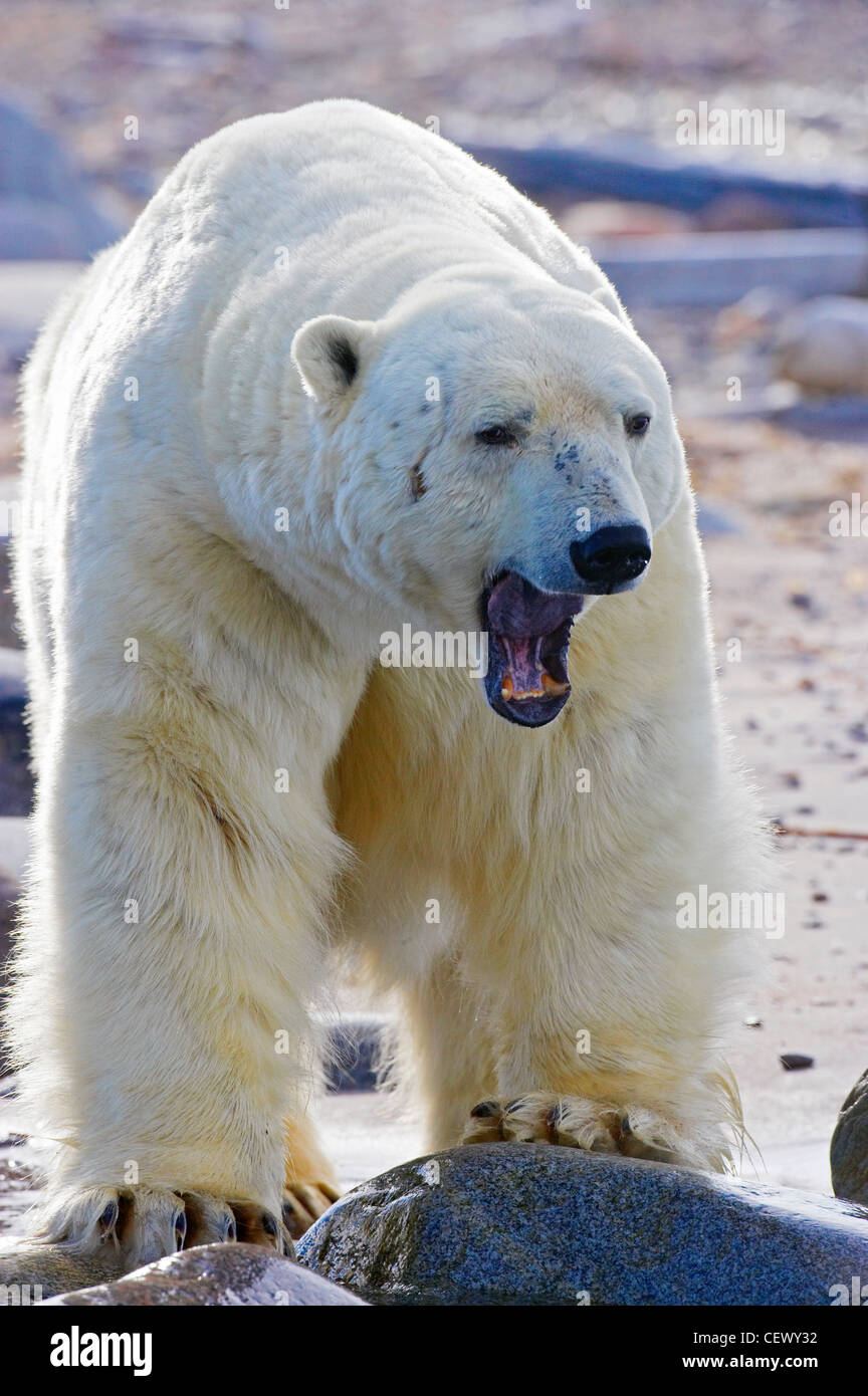 Polar Bear Angry