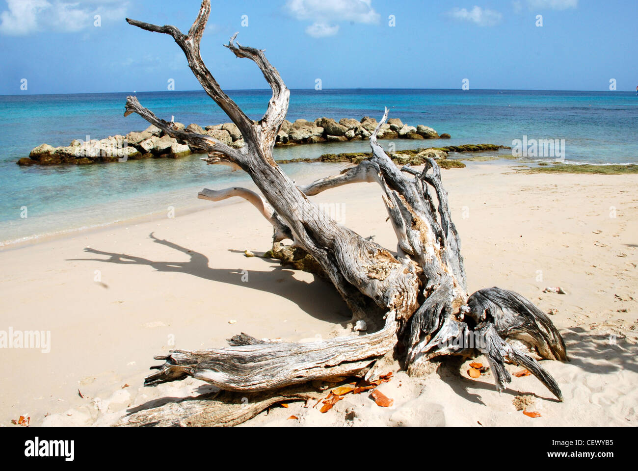 A washed up tree in Barbados Stock Photo - Alamy