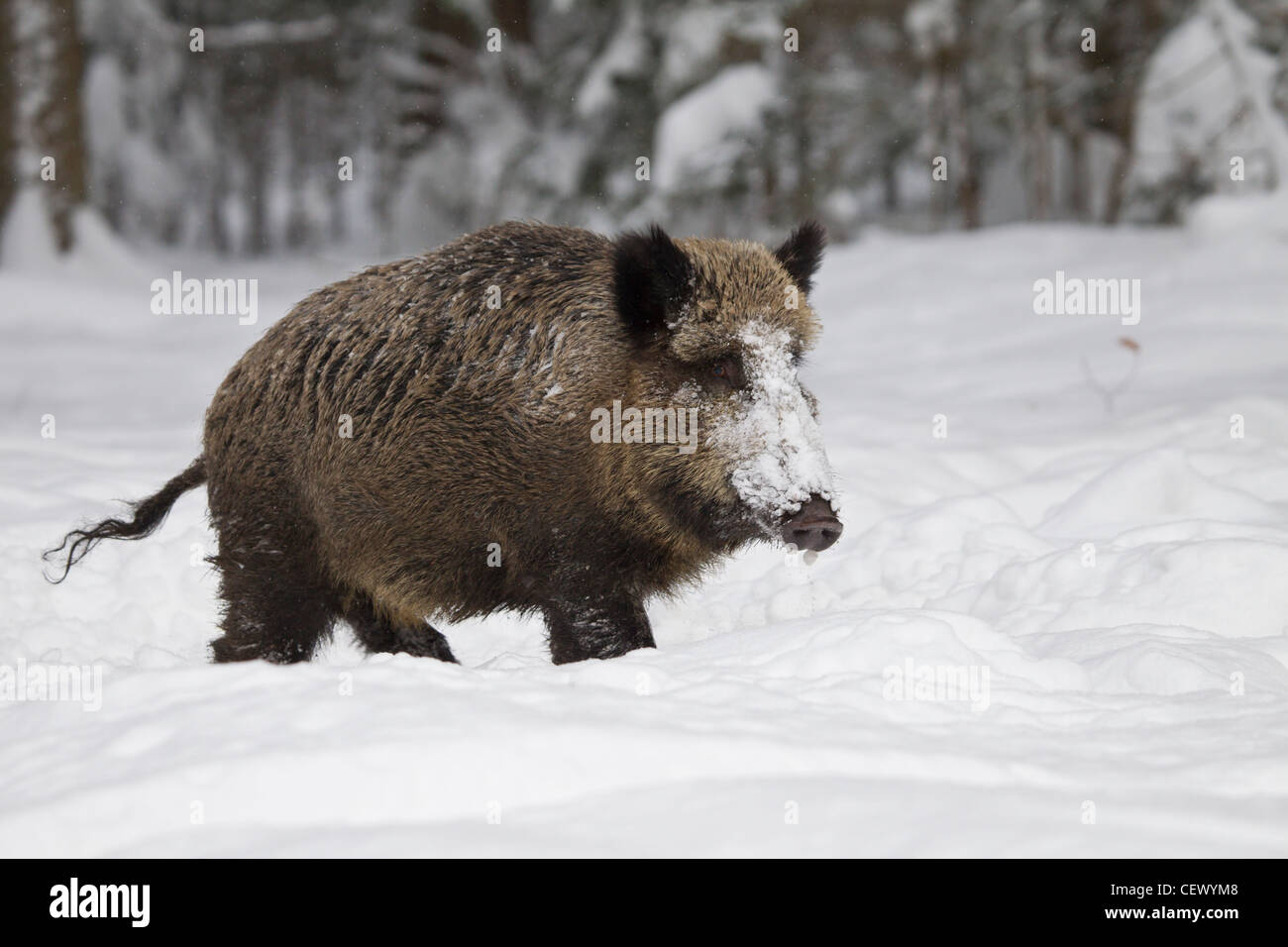 Wildschwein hi-res stock photography and images - Alamy