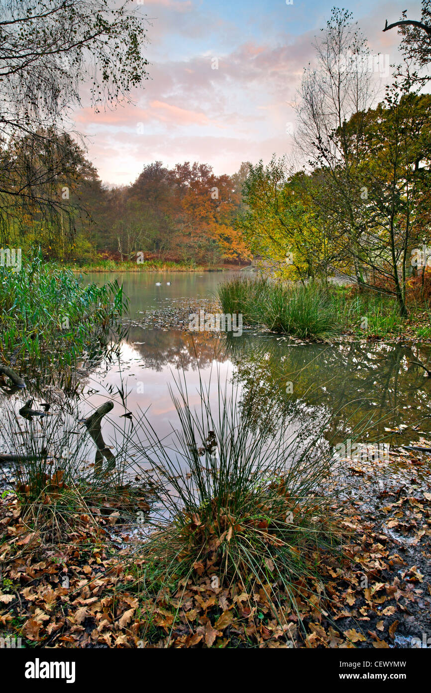 An autumn view of Cannop Ponds, a picturesque and popular picnic site ...