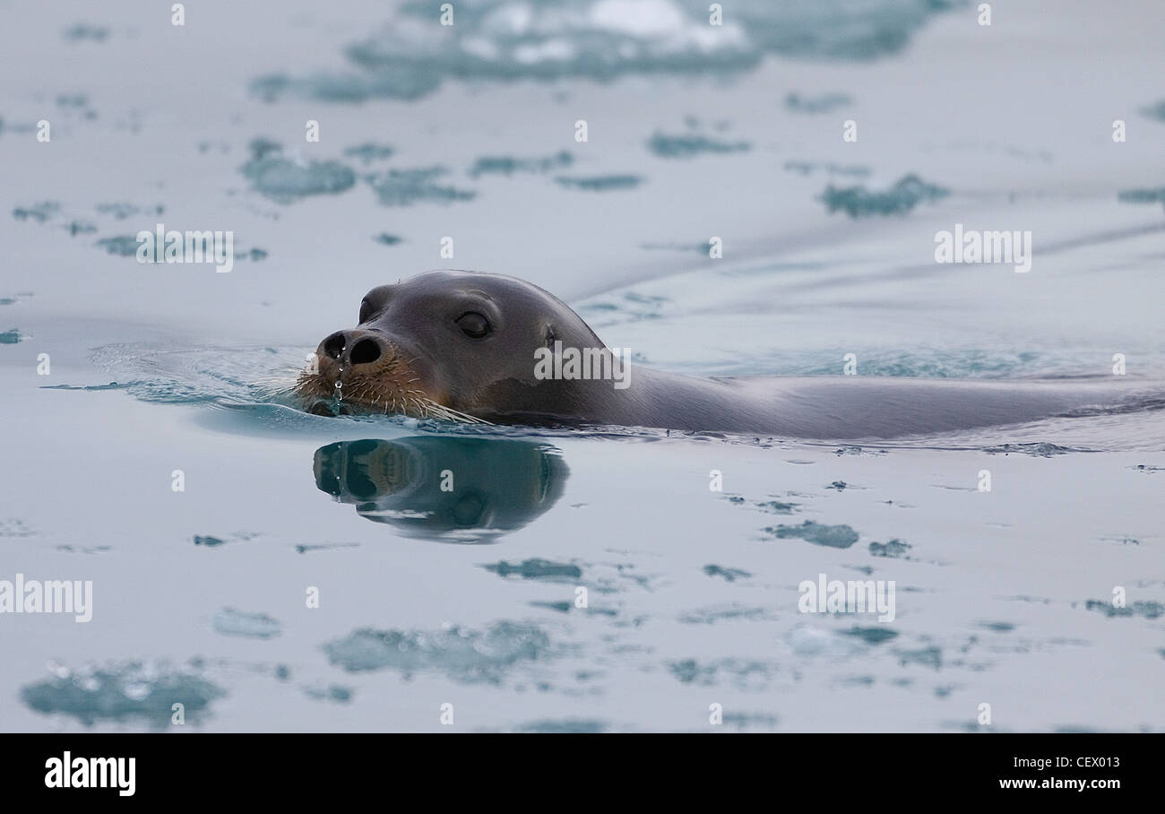 Seal arctic swimming hi-res stock photography and images - Alamy