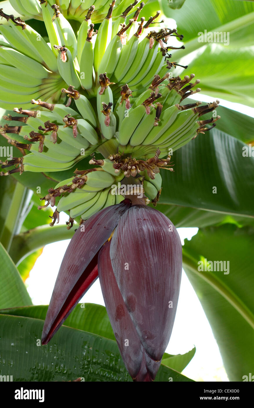 banana tree flowers Stock Photo - Alamy