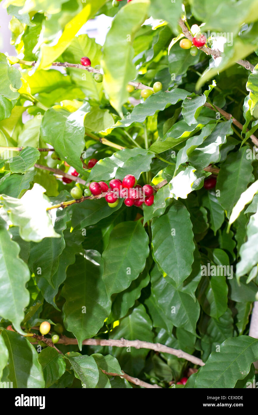 coffee beans tree Stock Photo - Alamy