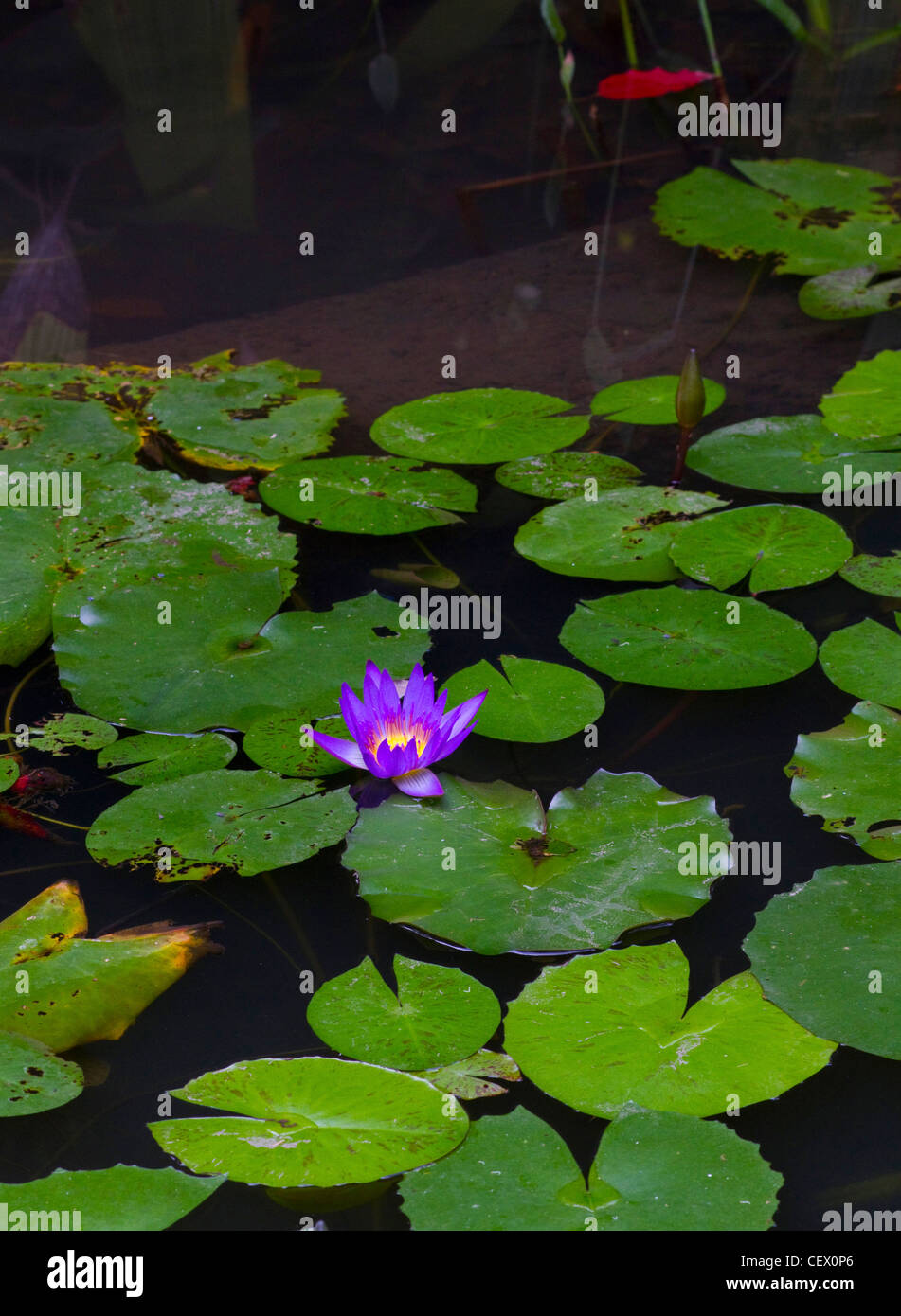 Water lily in a pond Stock Photo - Alamy