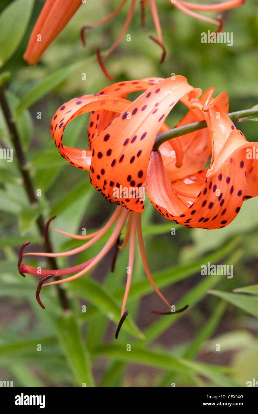 Orange lily black spots tiger hi-res stock photography and images - Alamy