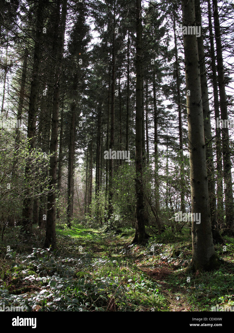 Scottish woodlands tall trees hi-res stock photography and images - Alamy