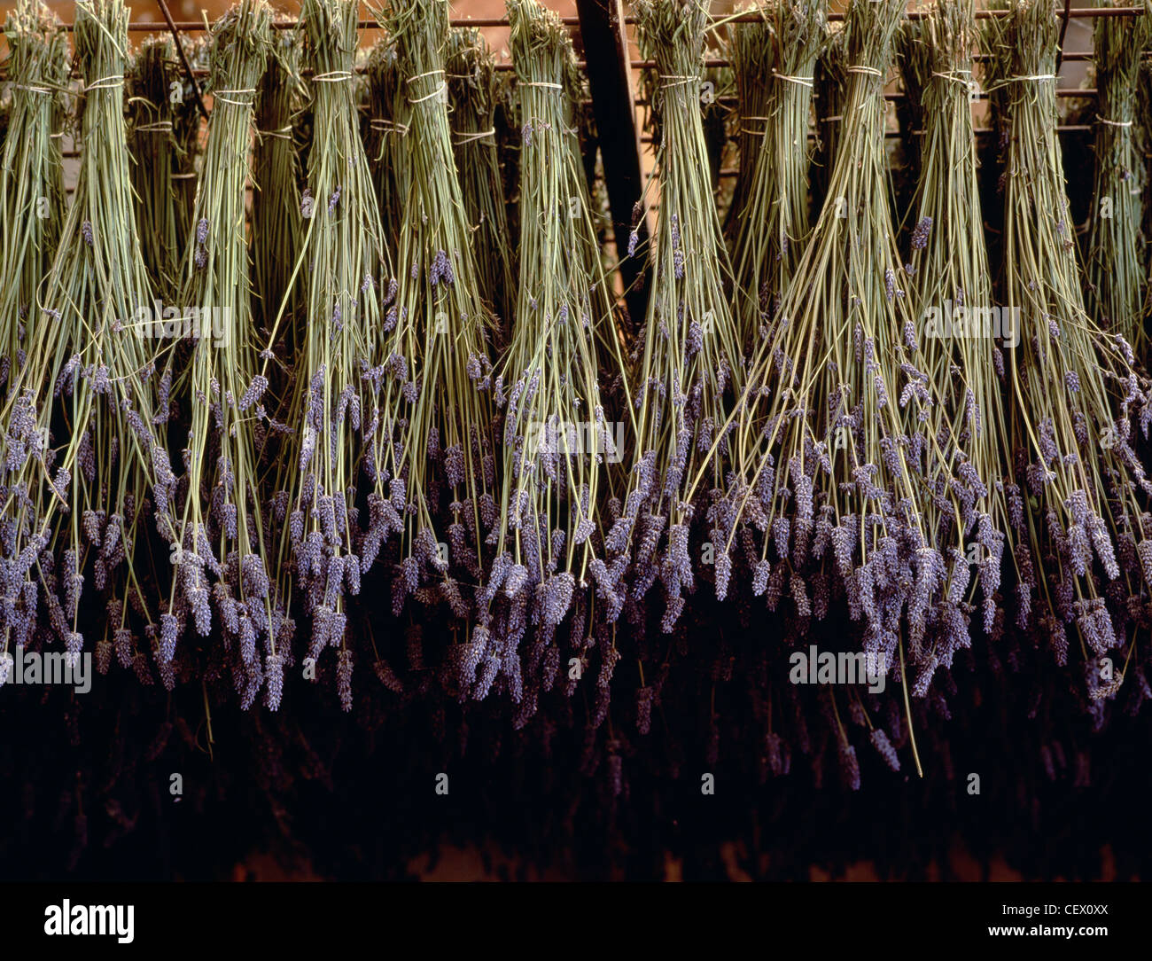 Bunches Of Lavender High Resolution Stock Photography and Images - Alamy