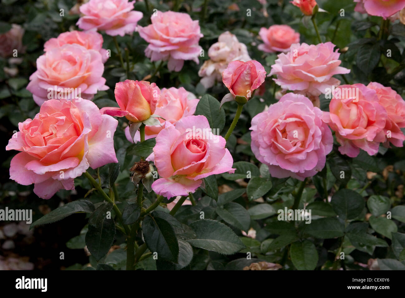 pink roses in a garden Stock Photo - Alamy