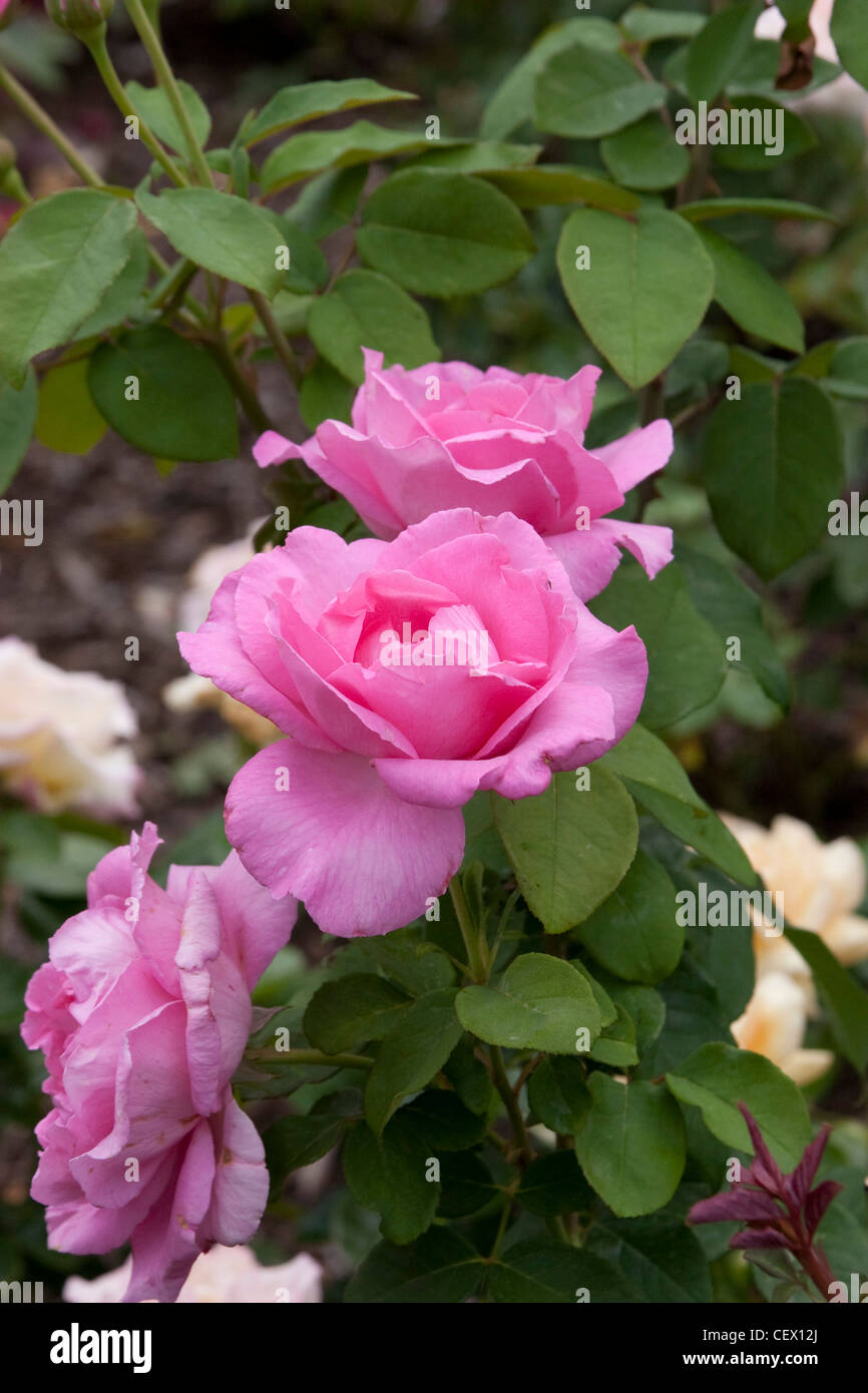 Pink rose bush hi-res stock photography and images - Alamy