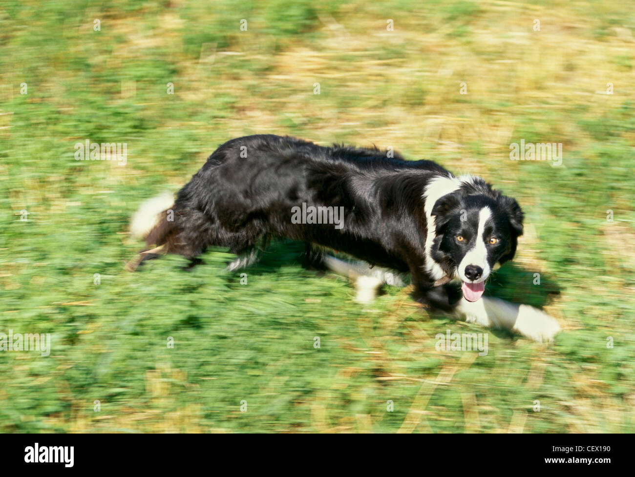 Border Collie Running Stock Photo - Alamy