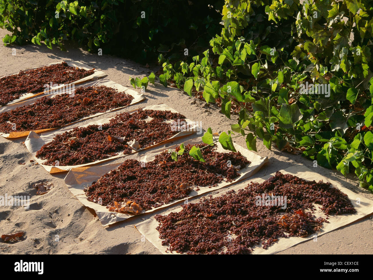 Drying raisins san joaquin valley hi-res stock photography and images ...