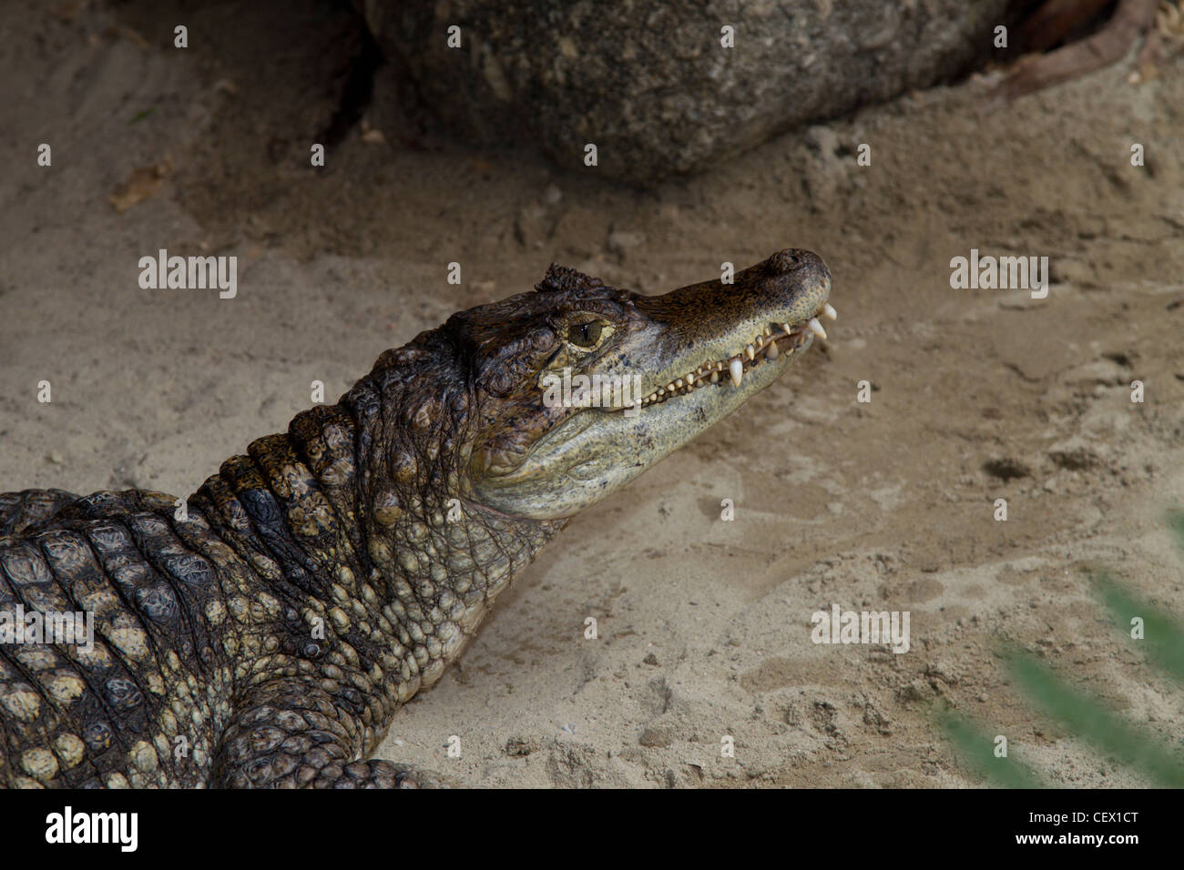 Spectacled caiman caiman crocodilus teeth hi-res stock photography and ...