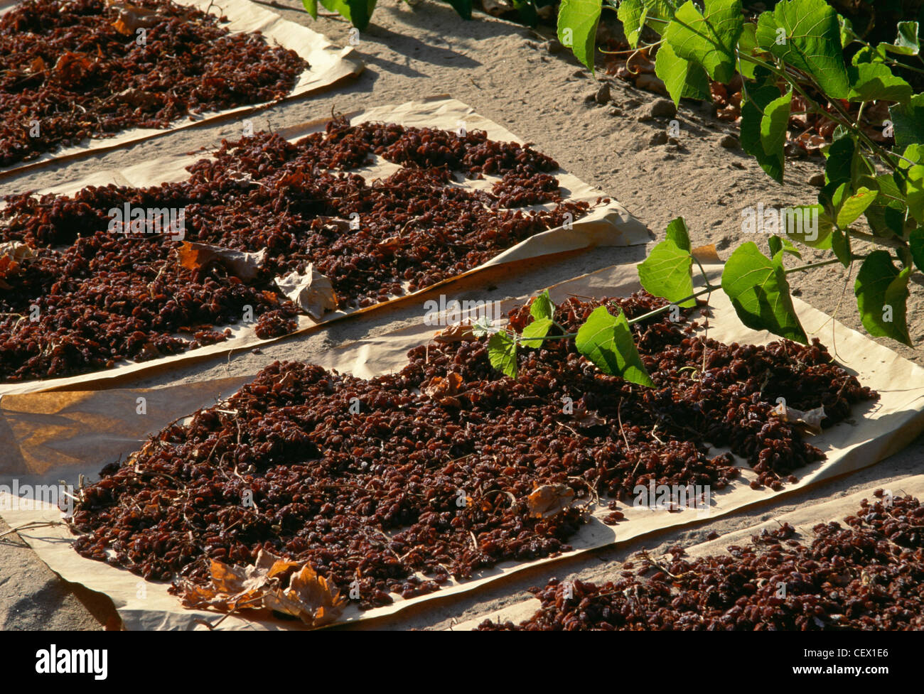 Raisin Trays drying in the sun Stock Photo - Alamy
