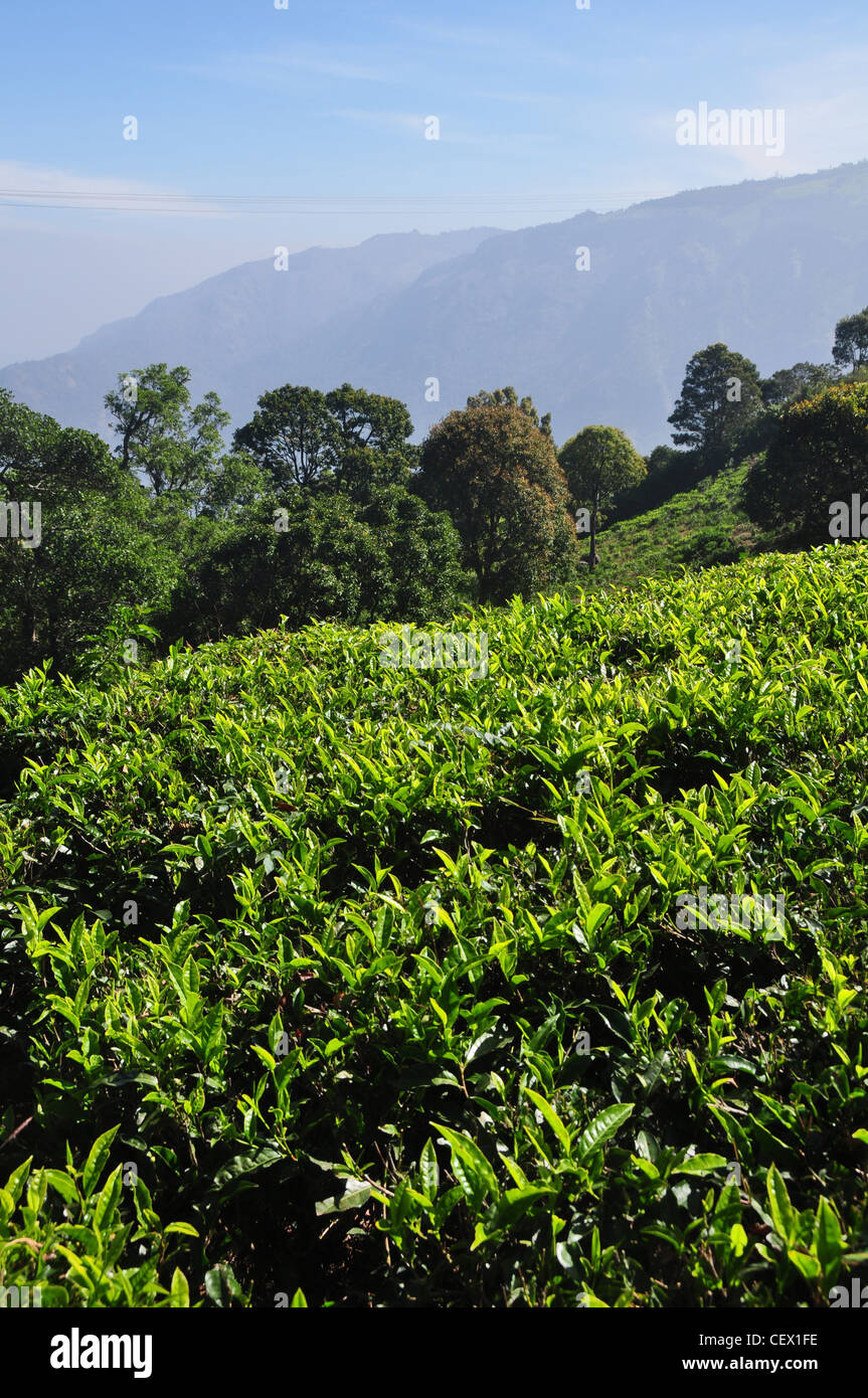 South Indian Tea Gardens Tamil Nadu Stock Photo - Alamy