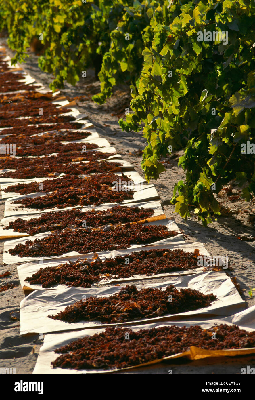 Grape harvest drying raisins hi-res stock photography and images - Alamy