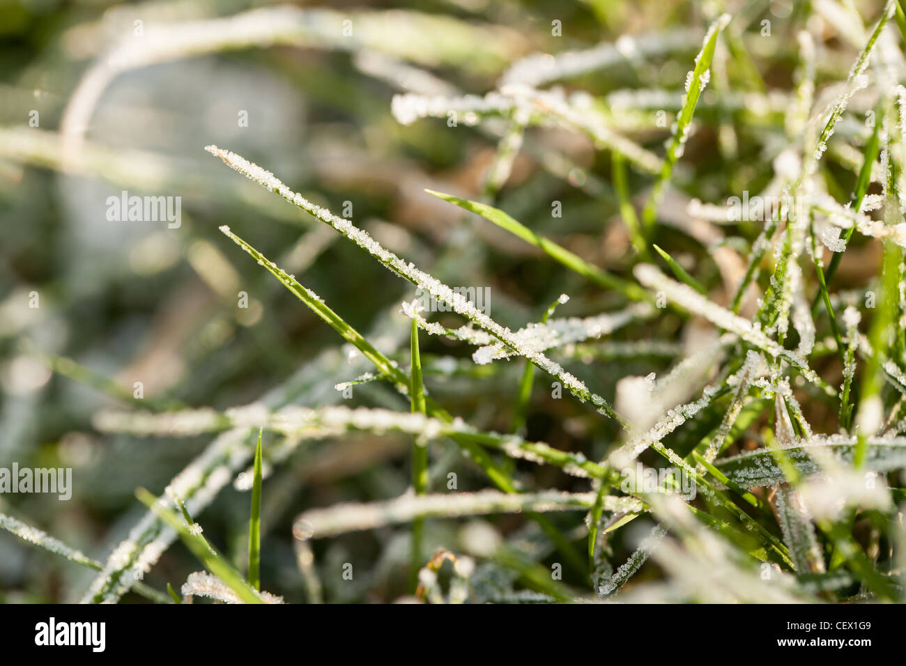 Frost on lawn grass Stock Photo - Alamy