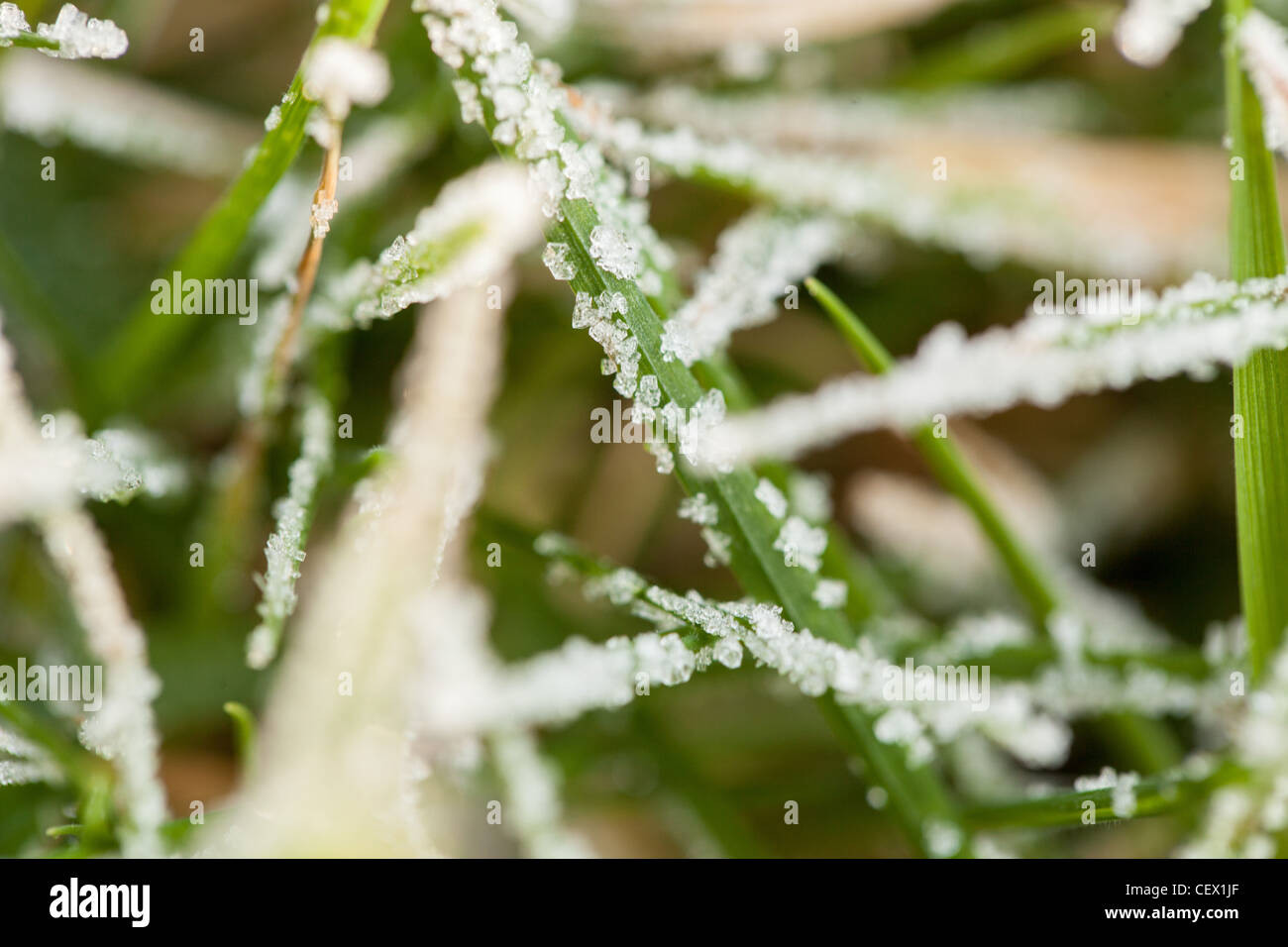 Frost on lawn grass Stock Photo - Alamy