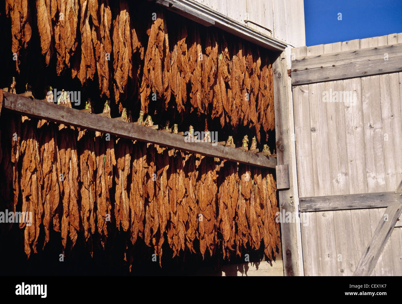 Tobacco drying curing barn hi-res stock photography and images - Alamy