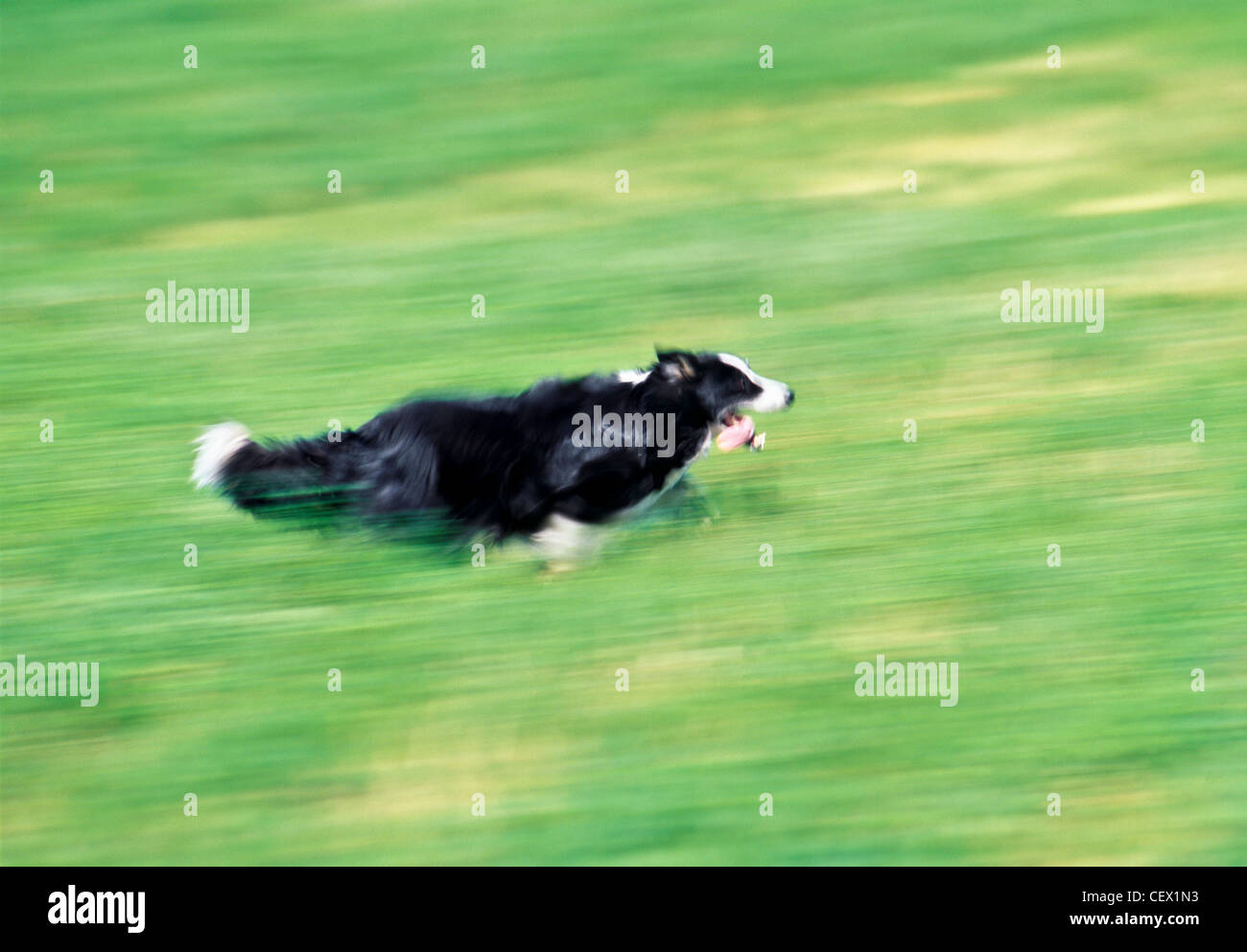 Border Collie Running Stock Photo - Alamy