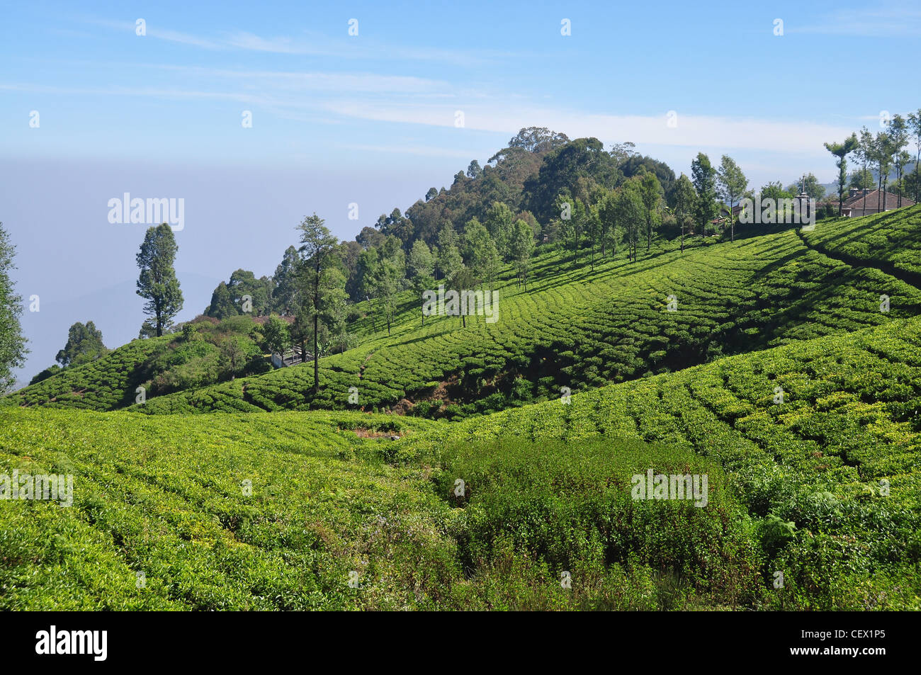 South Indian Tea Gardens Tamil Nadu Stock Photo - Alamy