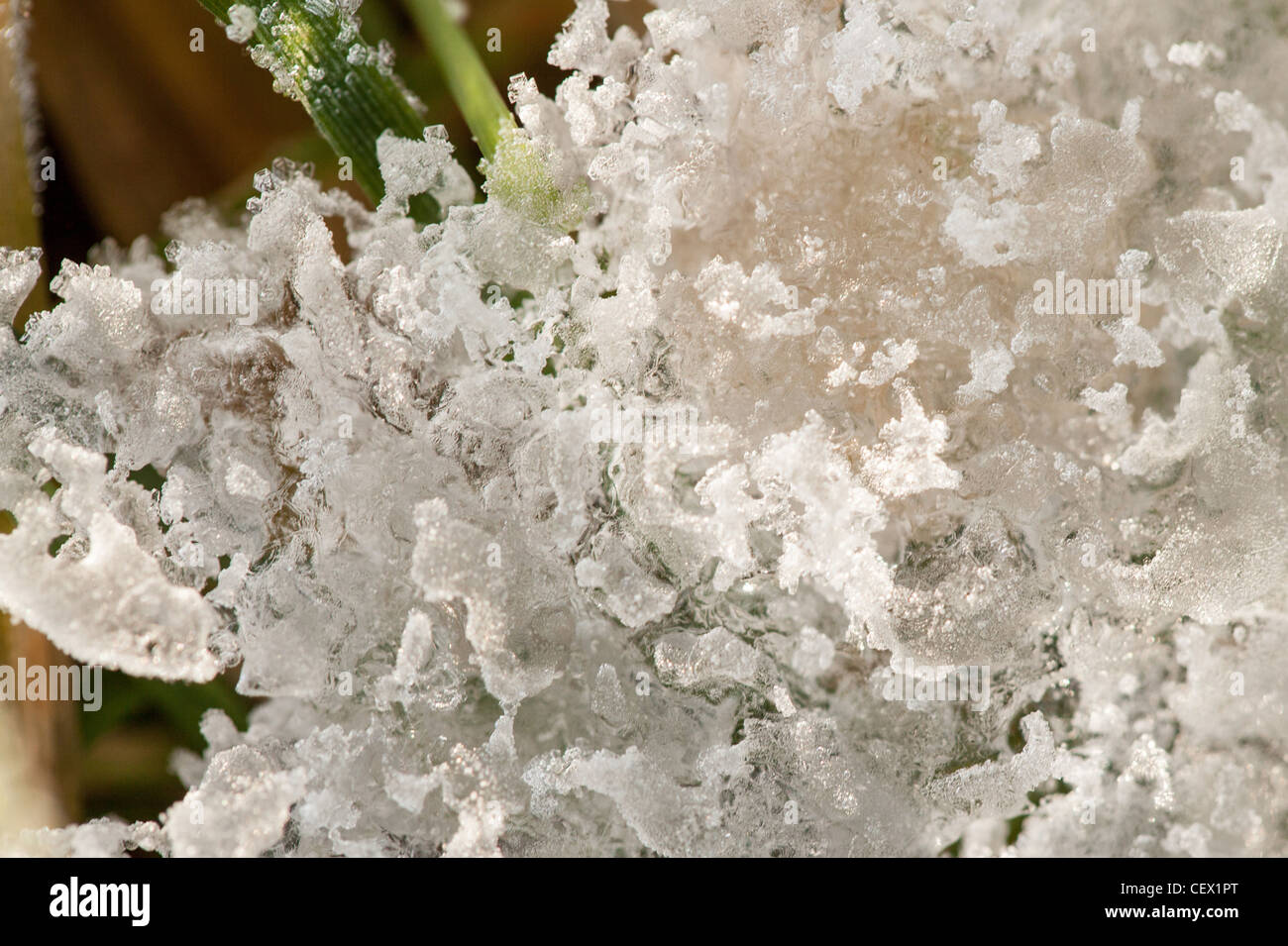 Frost on lawn grass Stock Photo - Alamy