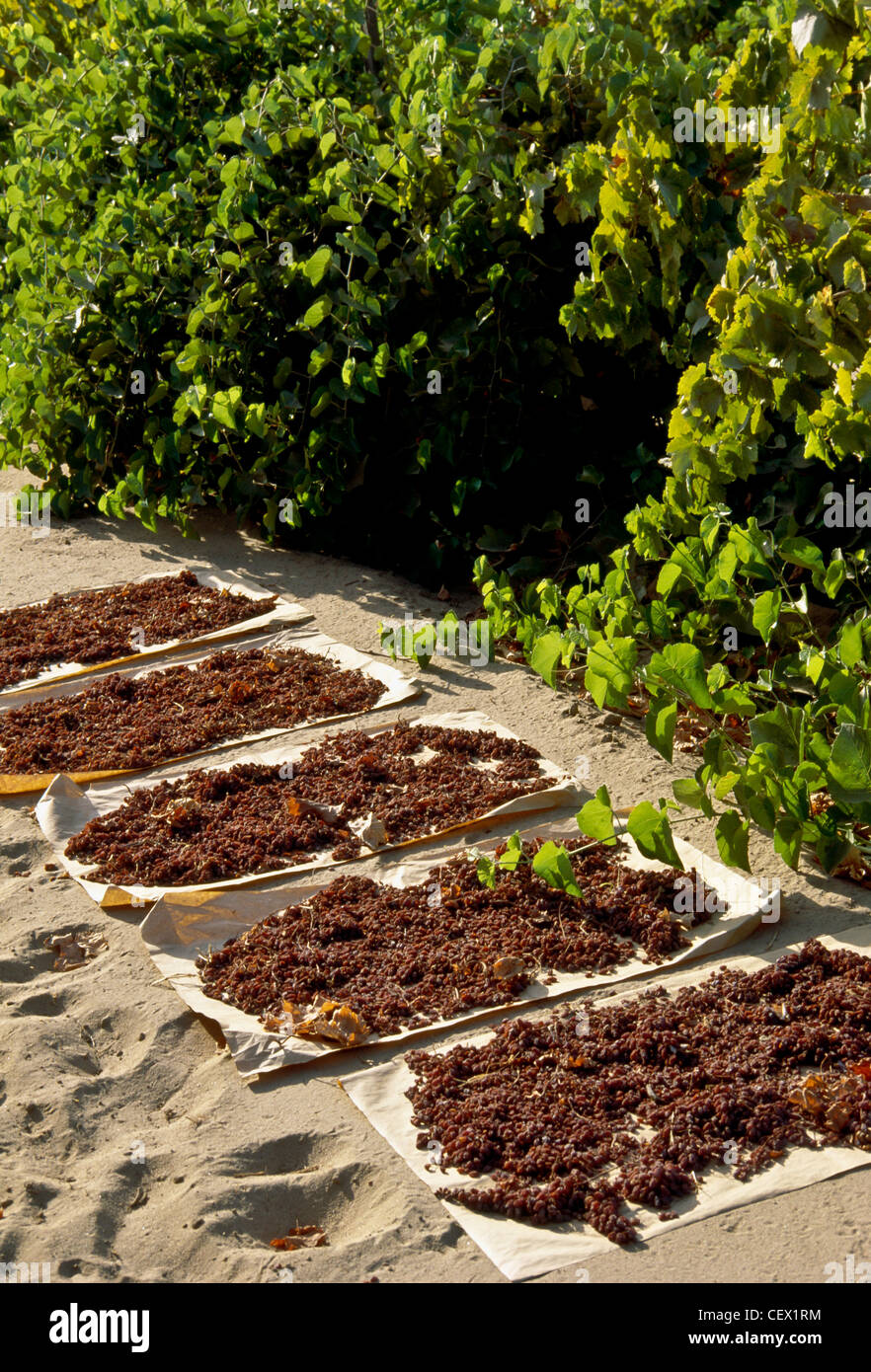 Drying raisins san joaquin valley hi-res stock photography and images ...