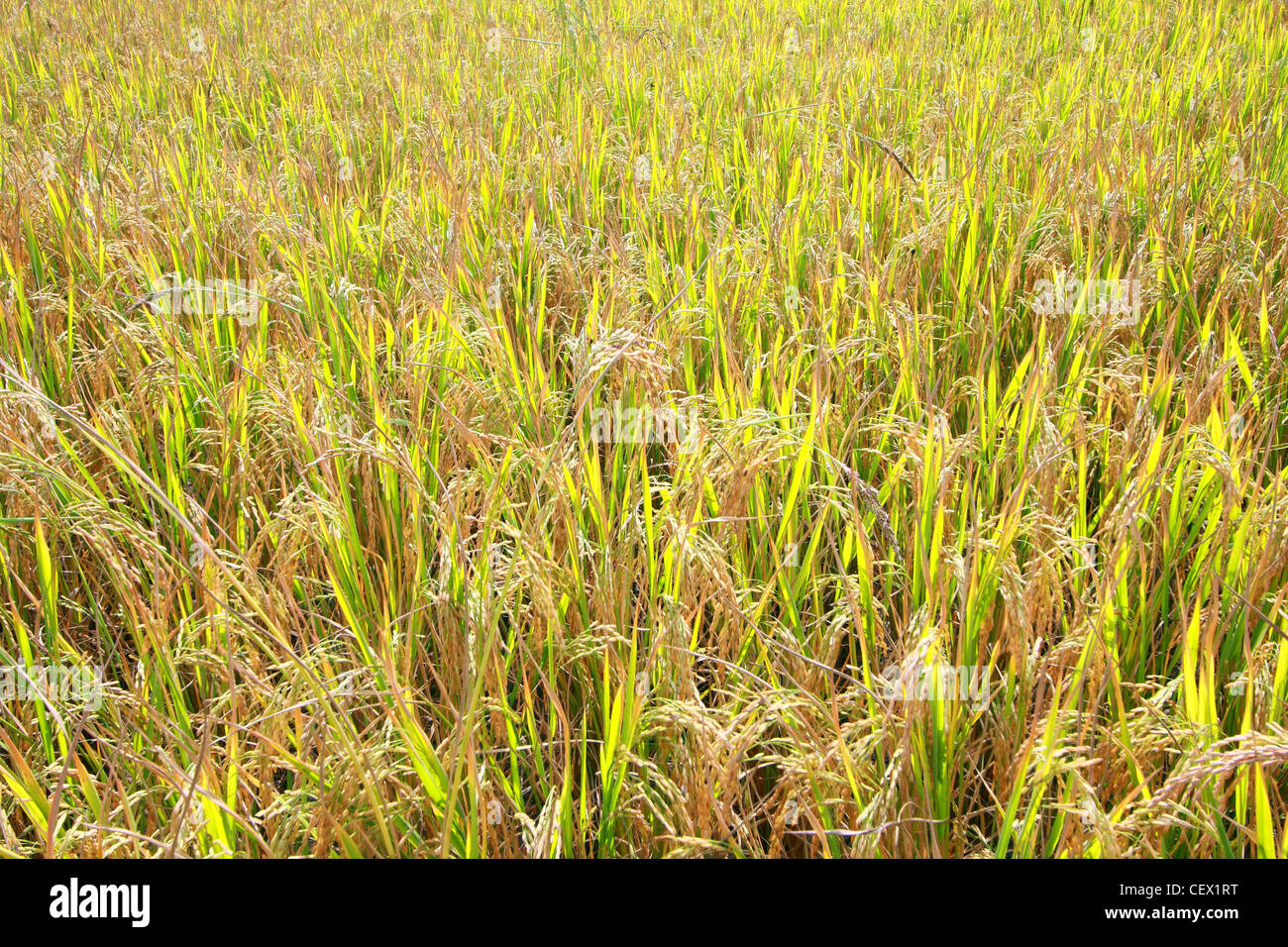 Rice hull hi-res stock photography and images - Alamy