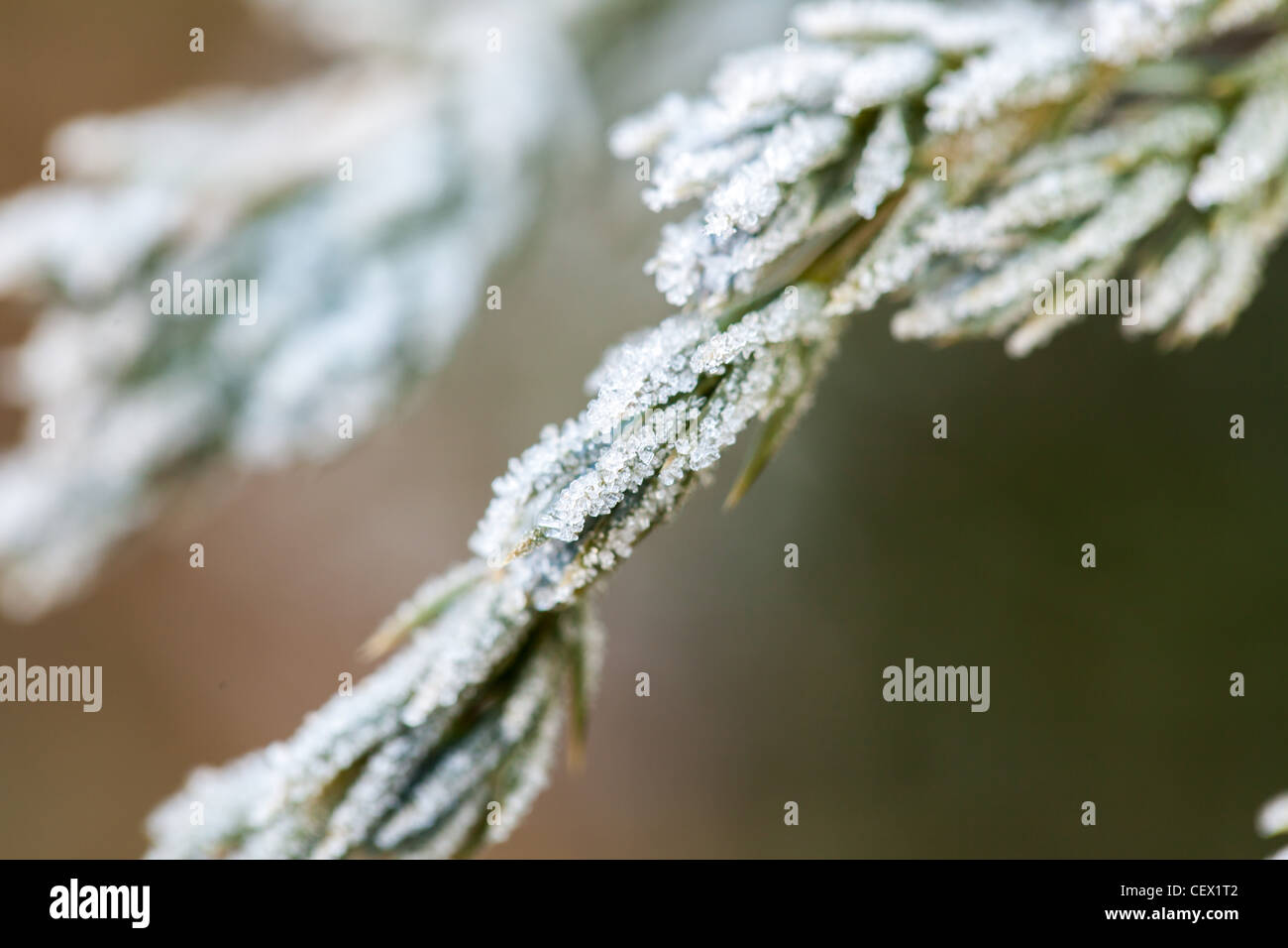 Frost on juniper leaves Stock Photo - Alamy