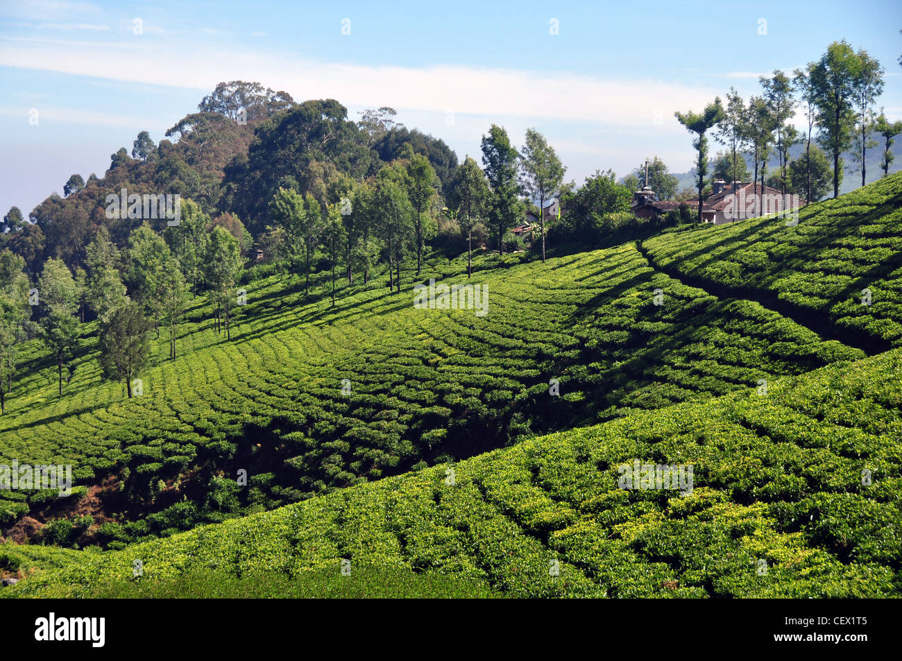 South Indian Tea Gardens Tamil Nadu Stock Photo - Alamy