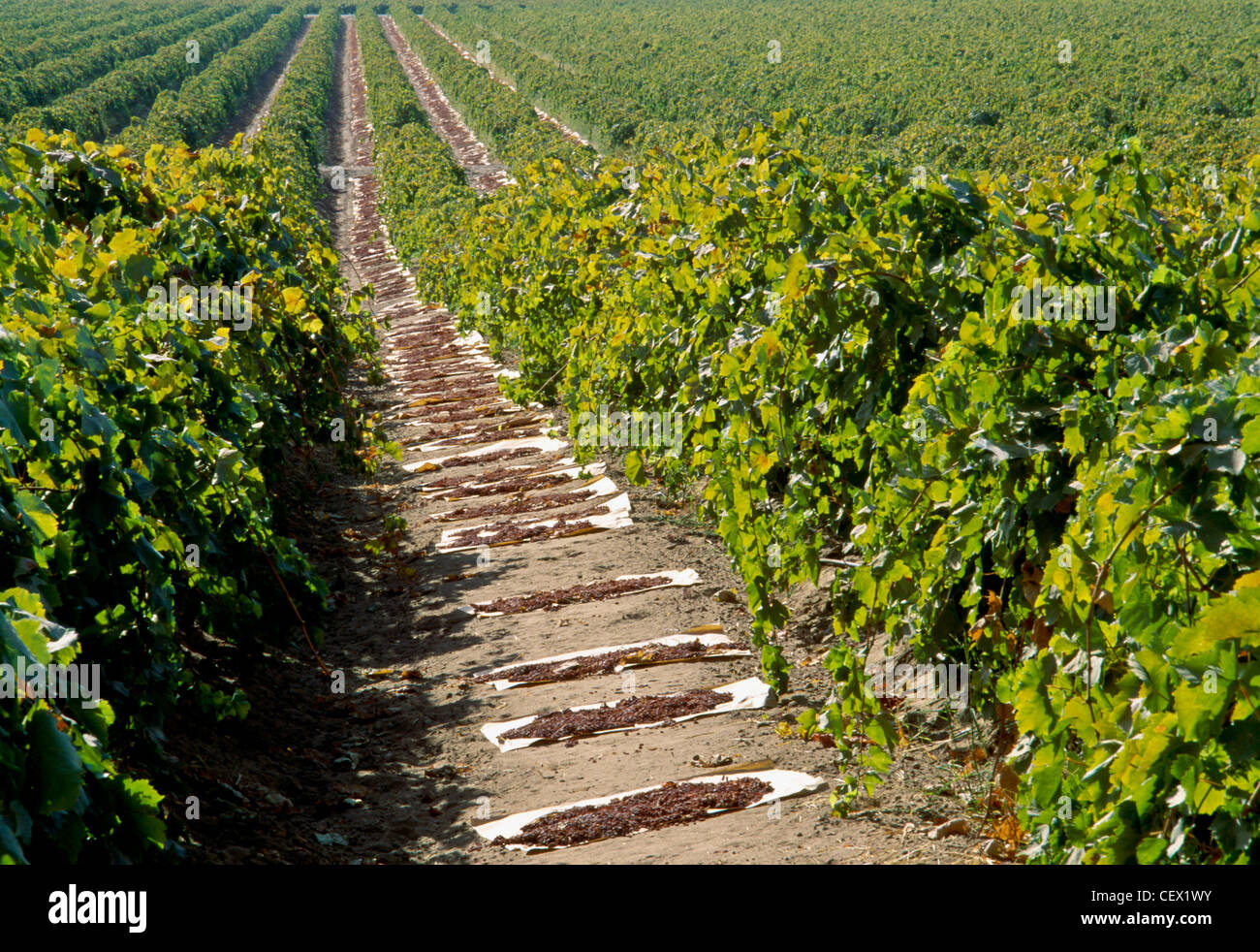 Raisin Trays drying in the sun Stock Photo - Alamy
