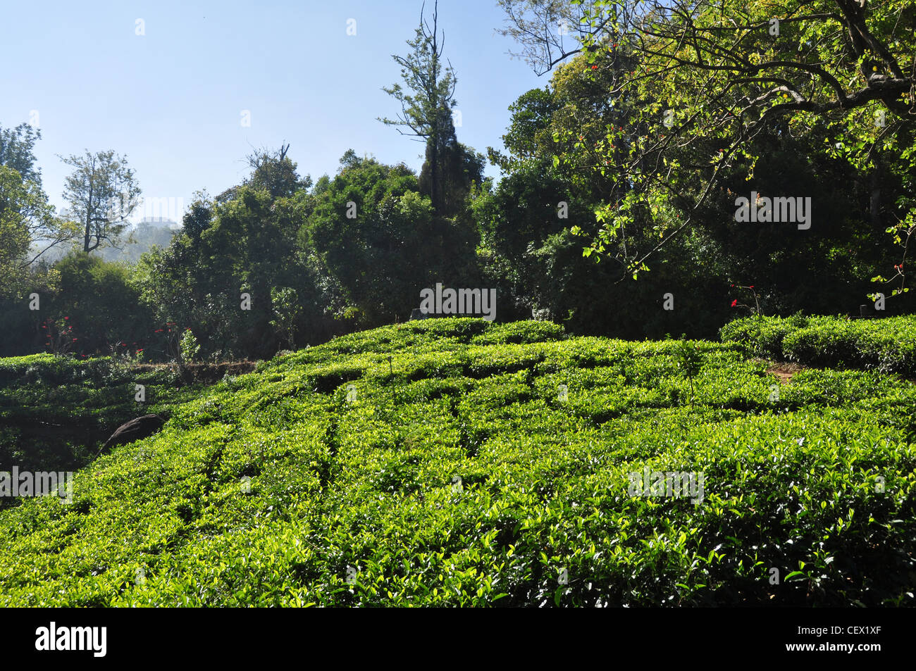 South Indian Tea Gardens Tamil Nadu Stock Photo - Alamy