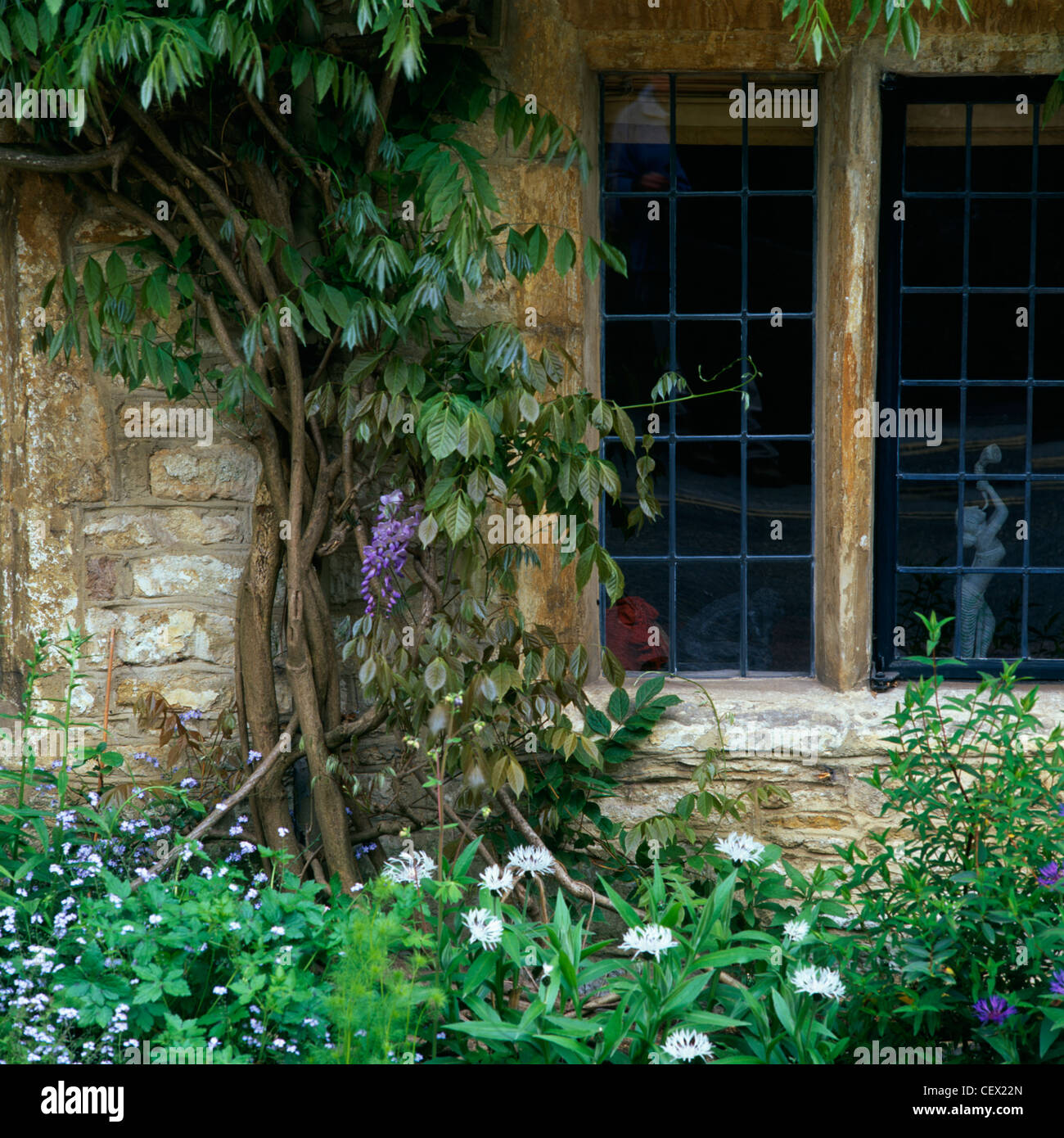 Plants growing up and around a cottage window in Castle Combe Stock ...