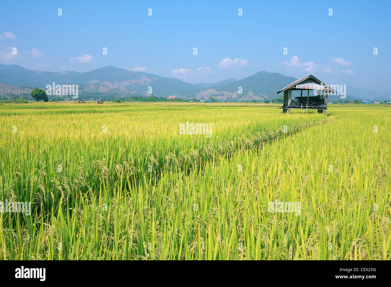 Hut and rice field Stock Photo - Alamy