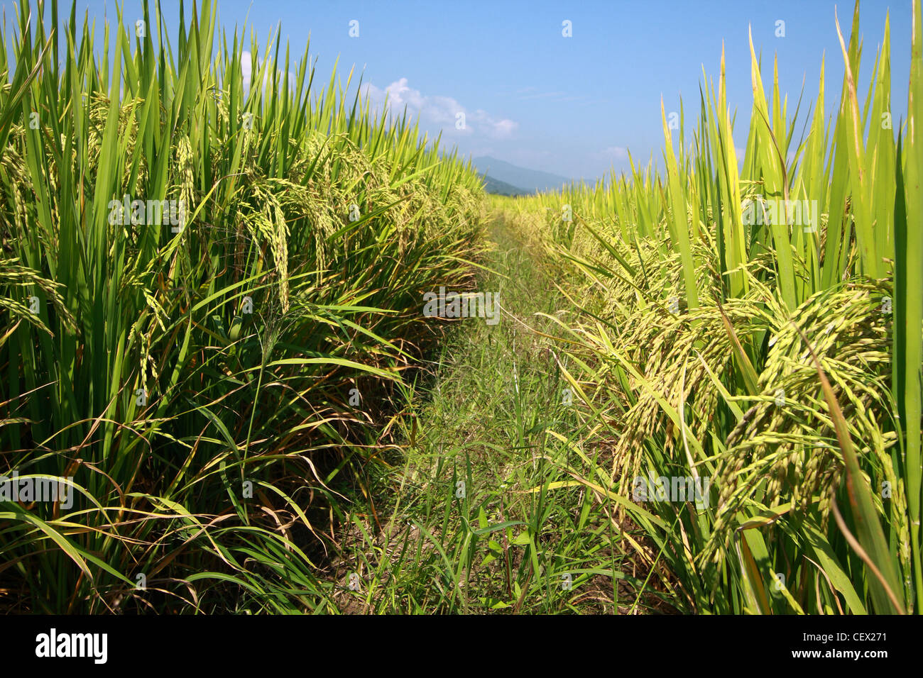 Lush green stalks rice hi-res stock photography and images - Alamy