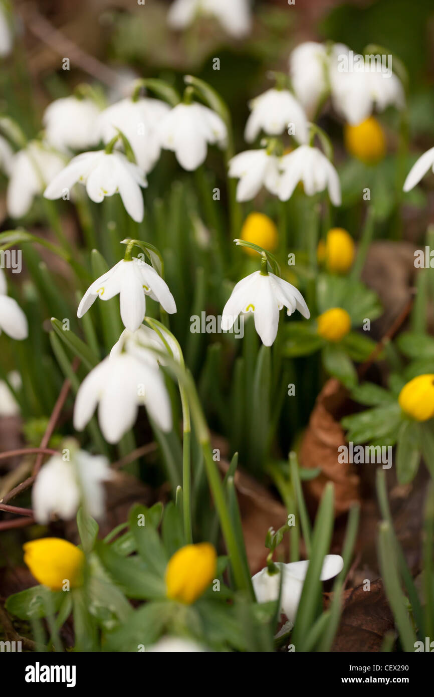 Snowdrops (Galanthus) and Winter Aconite (Eranthis hyemalis) in an ...