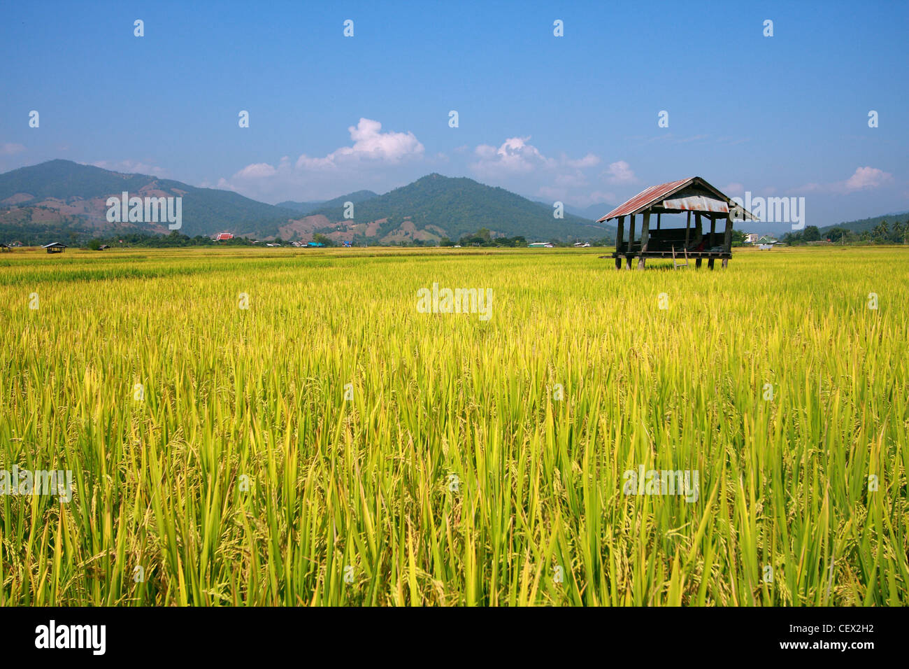 Hut and rice field Stock Photo - Alamy