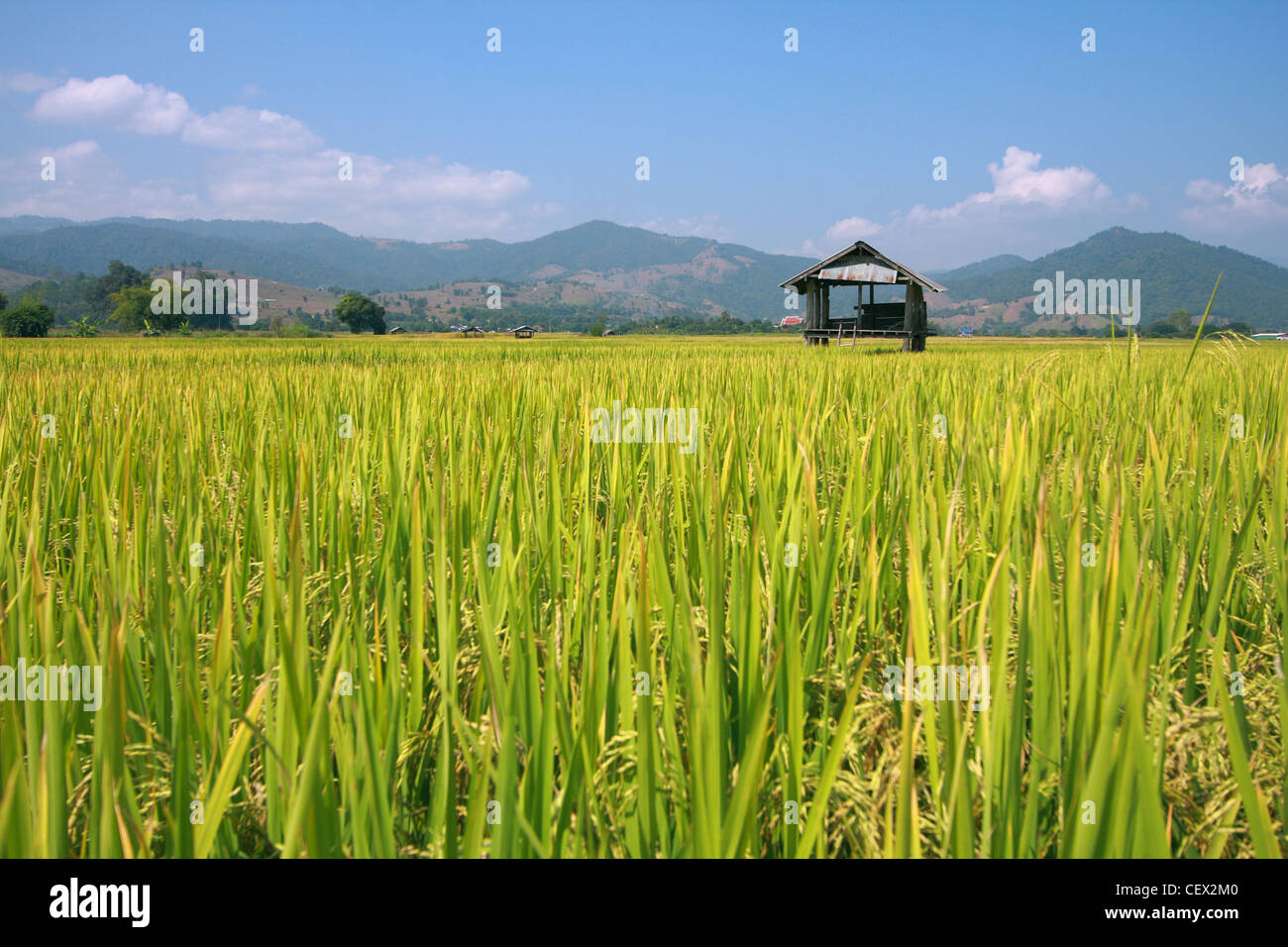 Hut and rice field Stock Photo - Alamy