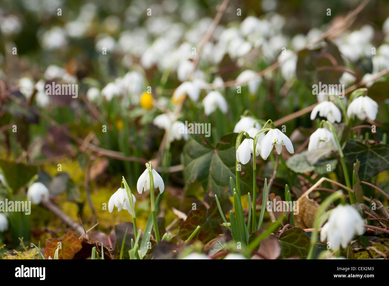 Snowdrops (Galanthus) and Winter Aconite (Eranthis hyemalis) in an ...