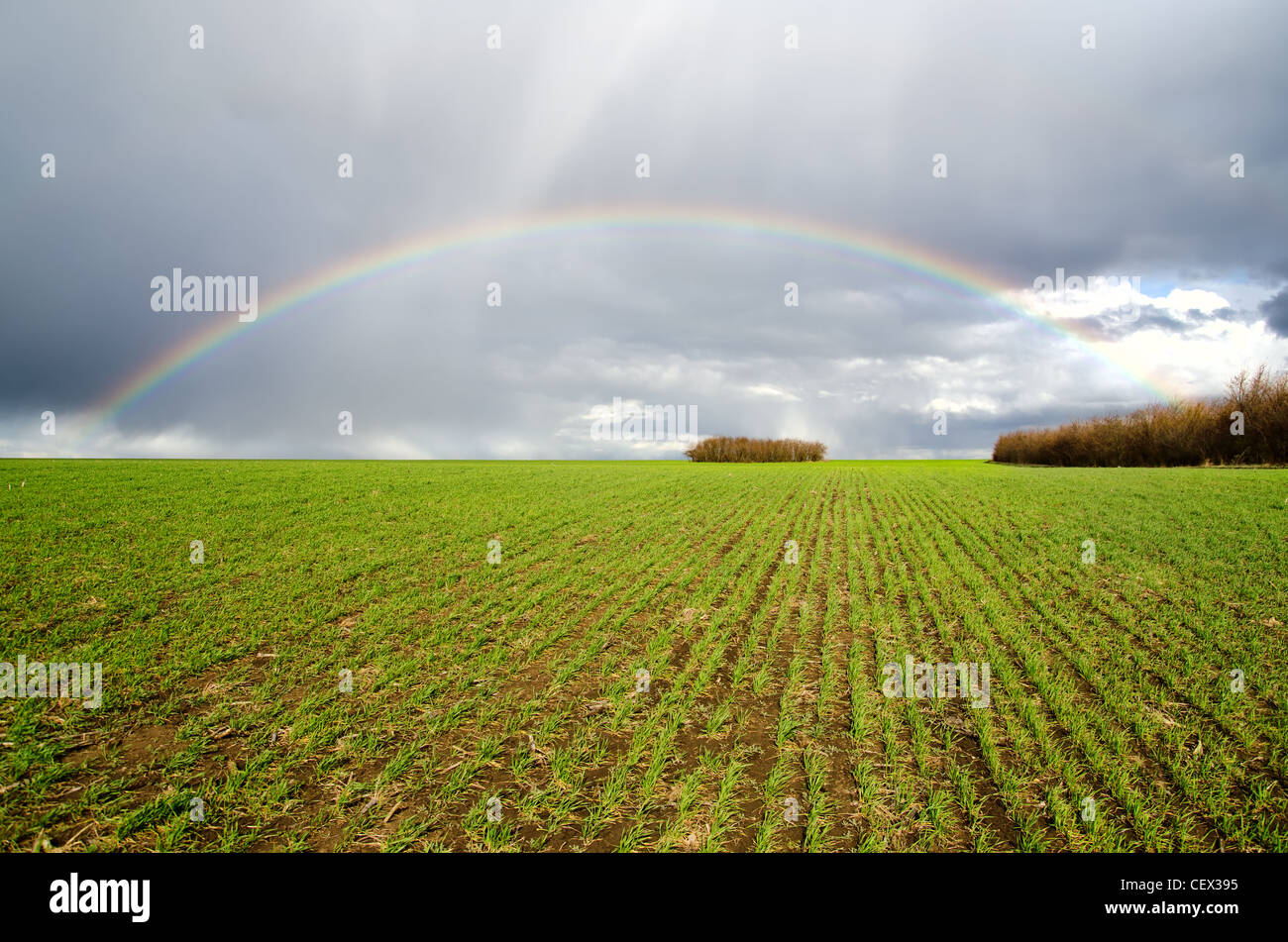 natural rainbow over green field Stock Photo - Alamy