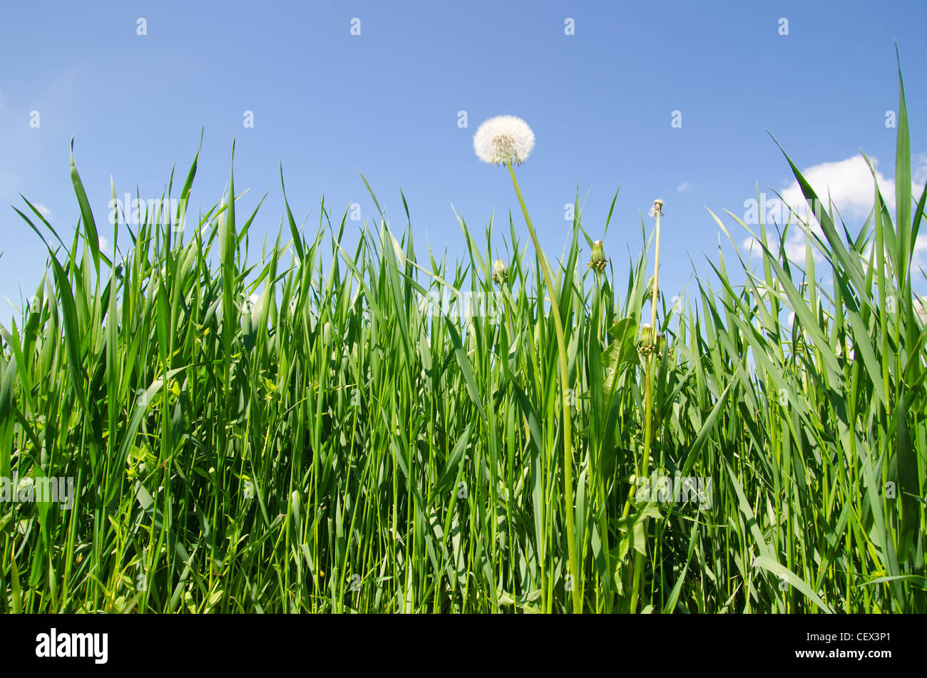 old dandelion in green grass field and blue sky Stock Photo - Alamy