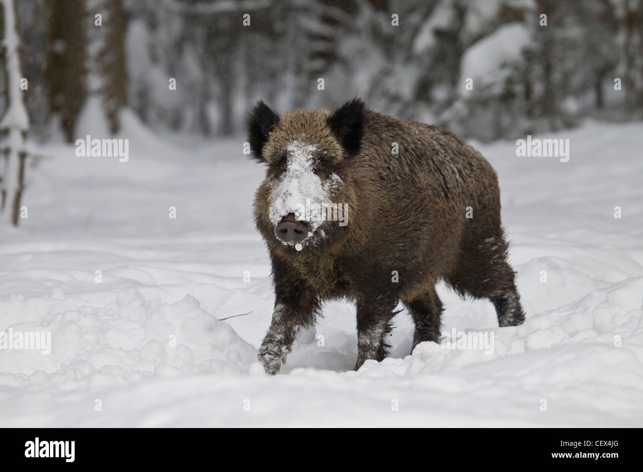 Wildschwein hi-res stock photography and images - Alamy