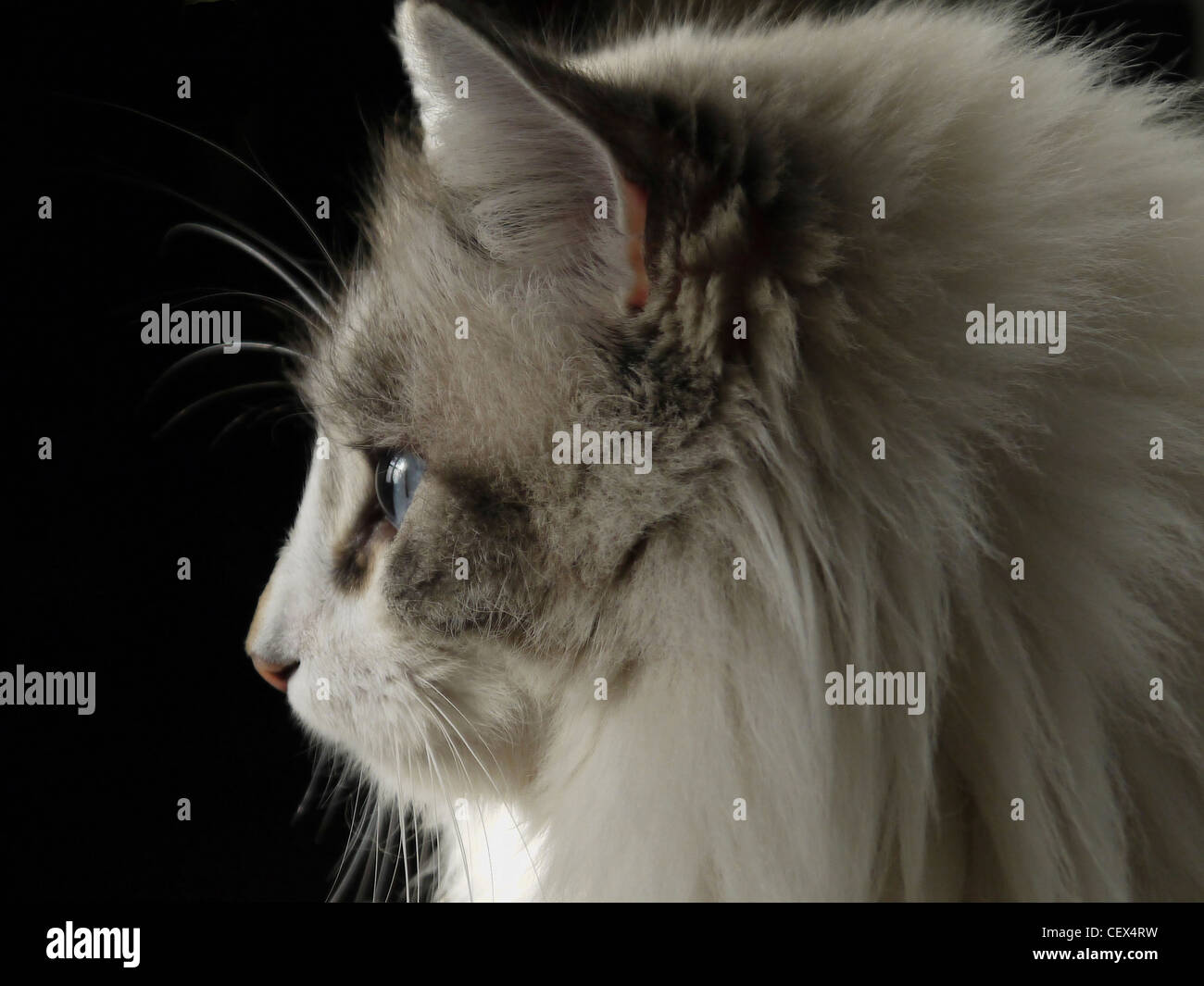 profile portrait of long hair, blue eyes cat Stock Photo - Alamy