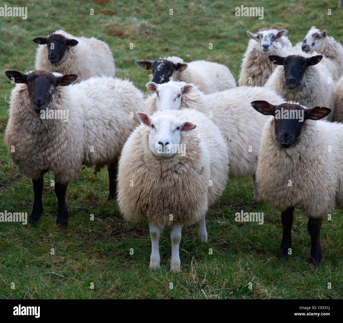 A flock of sheep in the Breamish Valley on the eastern edge of the ...