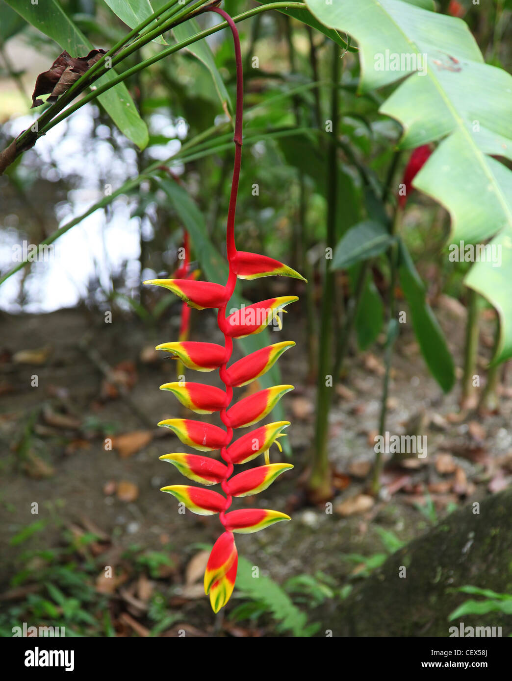 Heliconia costa rica hi-res stock photography and images - Alamy