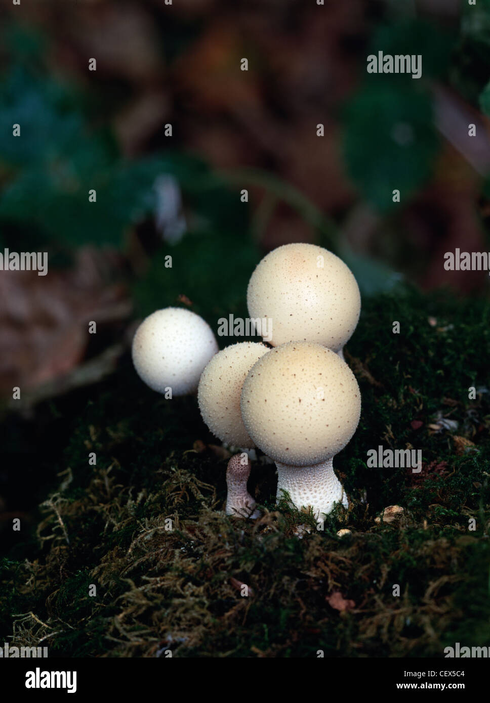 Fungi - Common Puffball (Lycoperdon perlatum Stock Photo - Alamy