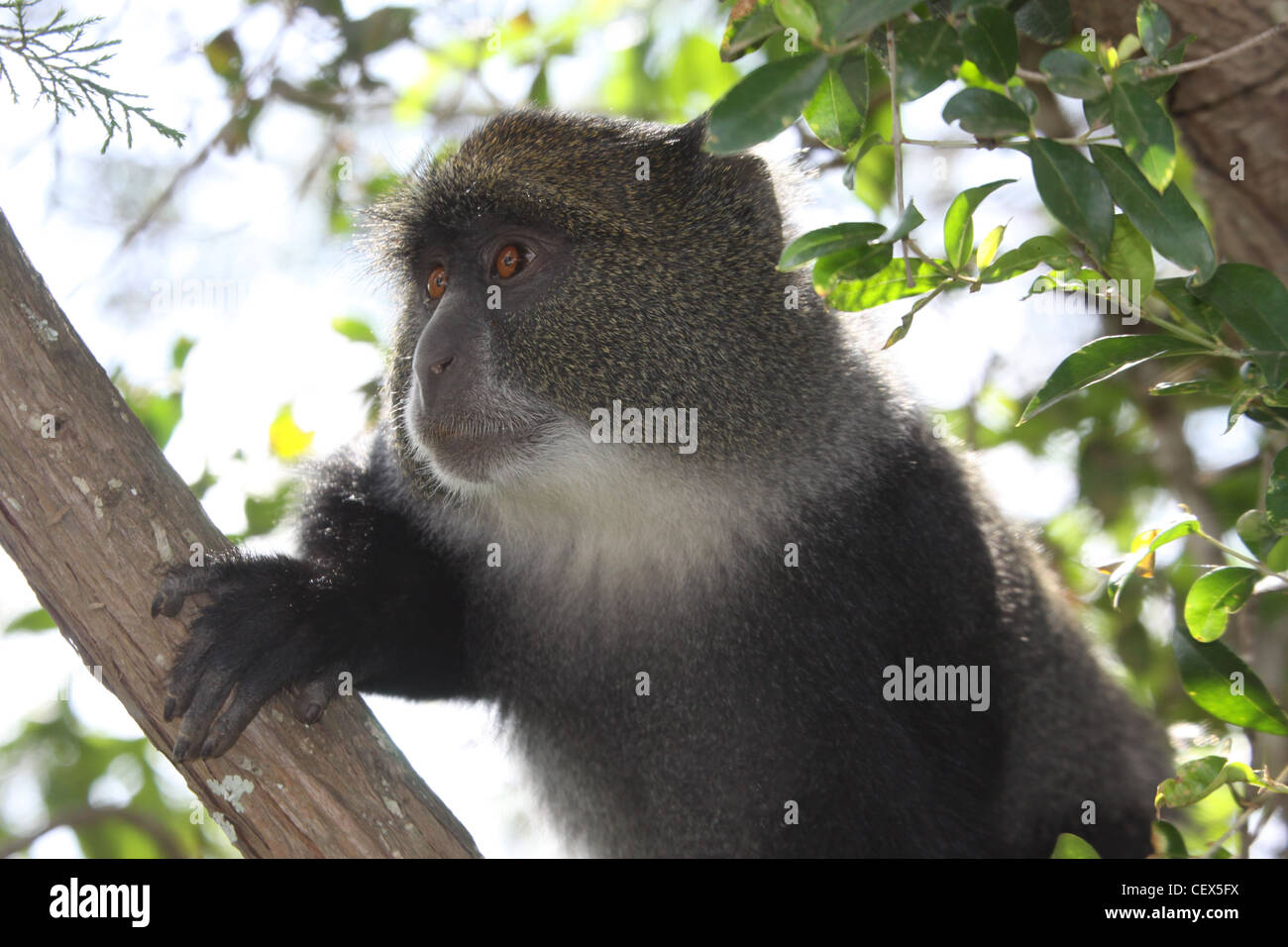 Sykes' monkey (Cercopithecus albogularis), also known as the white ...