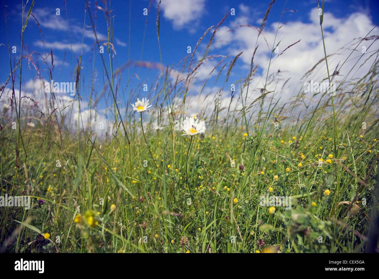 Bug's eye view hi-res stock photography and images - Alamy